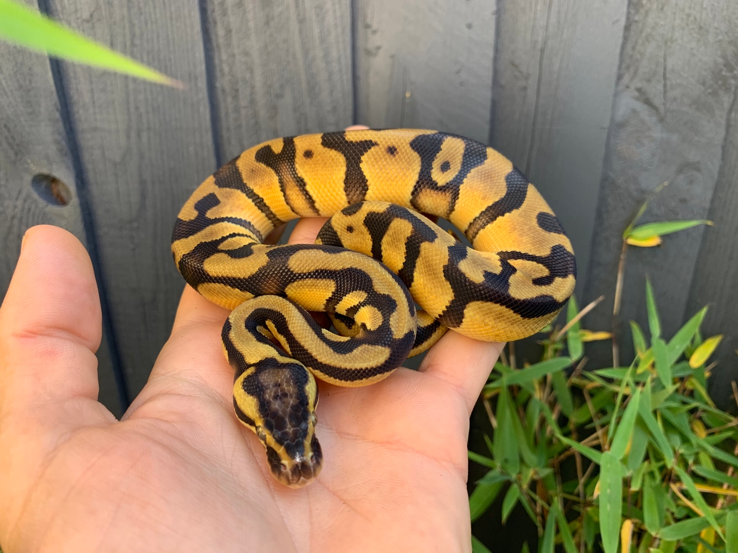 Pastel Enchi 100% D.Het Desert Ghost Pied Ball Python by Clean Balls UK ...