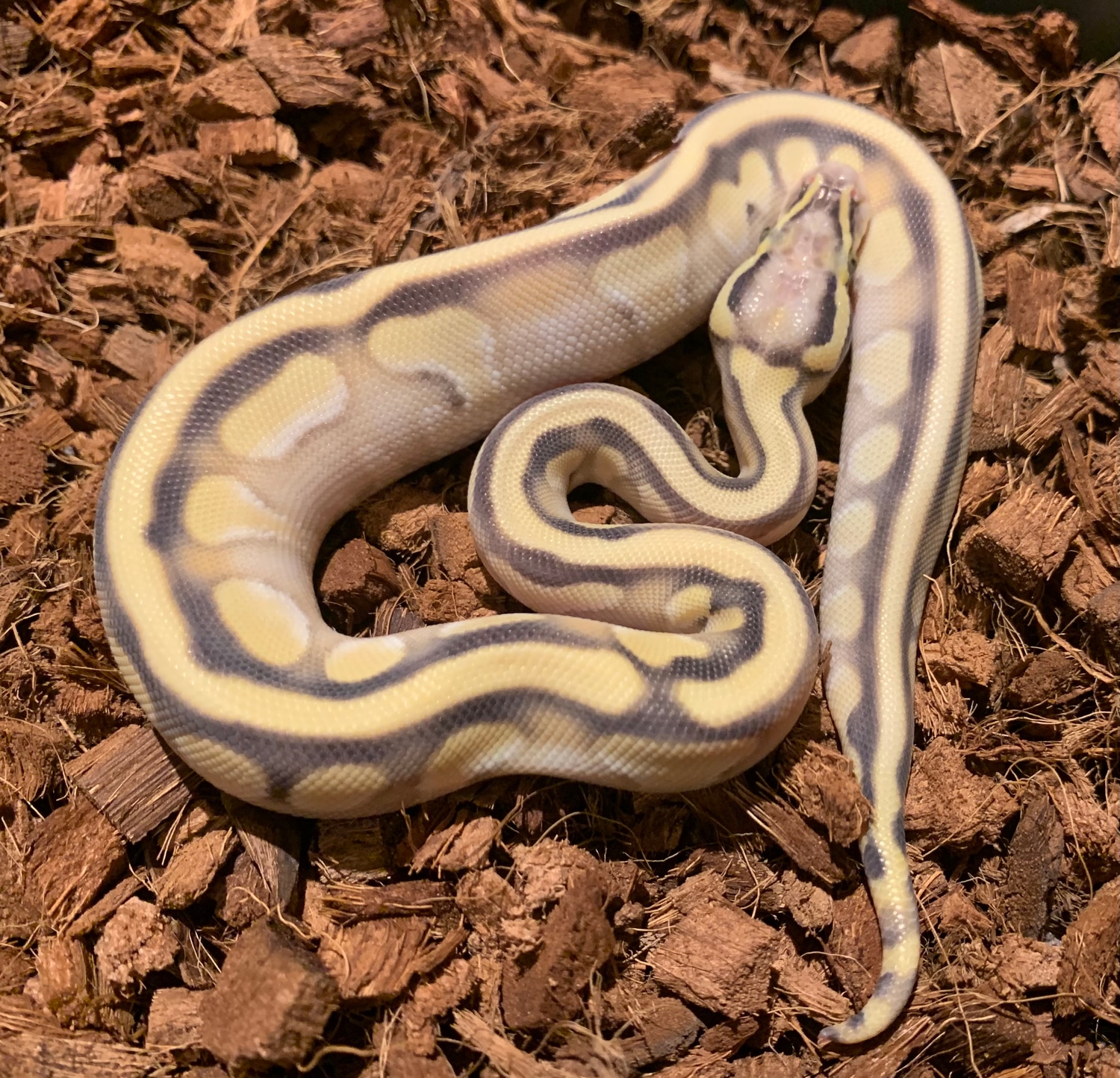 Pastel Enchi Lesser Desert Ghost Ball Python by Clean Balls UK ...