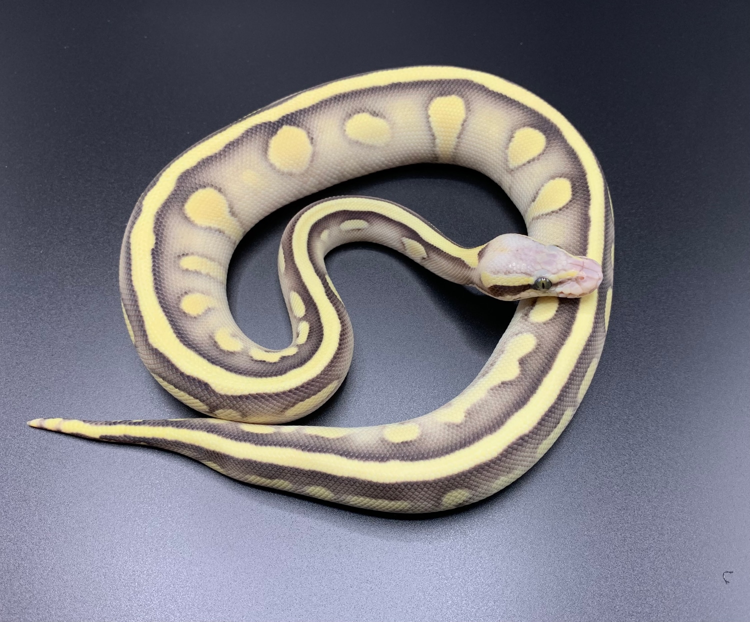 Lesser Firefly Desert Ghost Ball Python by Clean Balls UK - MorphMarket