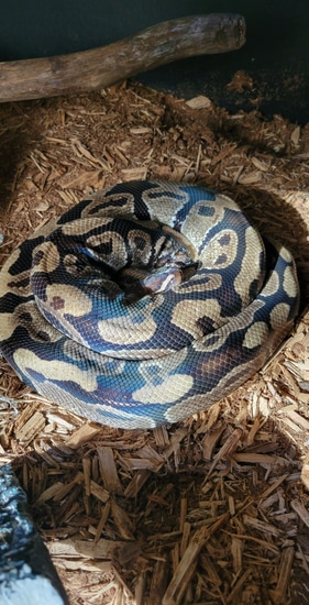 Normal Ball Python by Anna's Reptiles