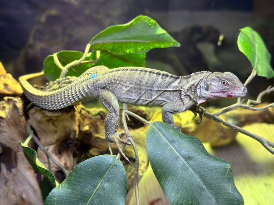 USCBB Ricords Iguana (Cyclura Ricordii) Other Iguana by Ancient Animals