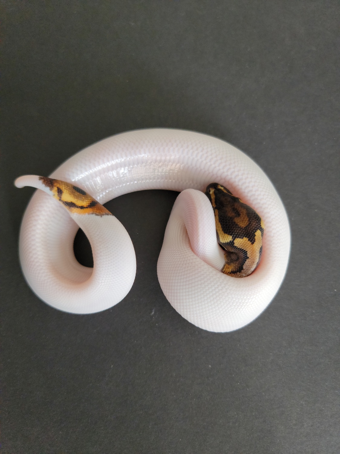 Leopard Pied Pos Disco Or Pastel Ball Python by C.D.'s Balls - MorphMarket