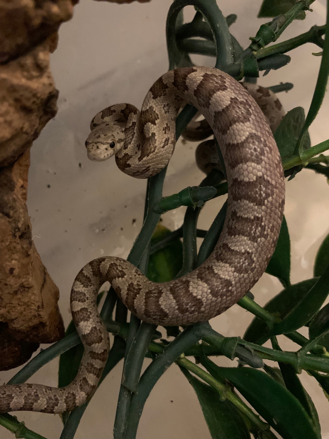 Everglades Eastern Rat Snake by ClemsReps - MorphMarket