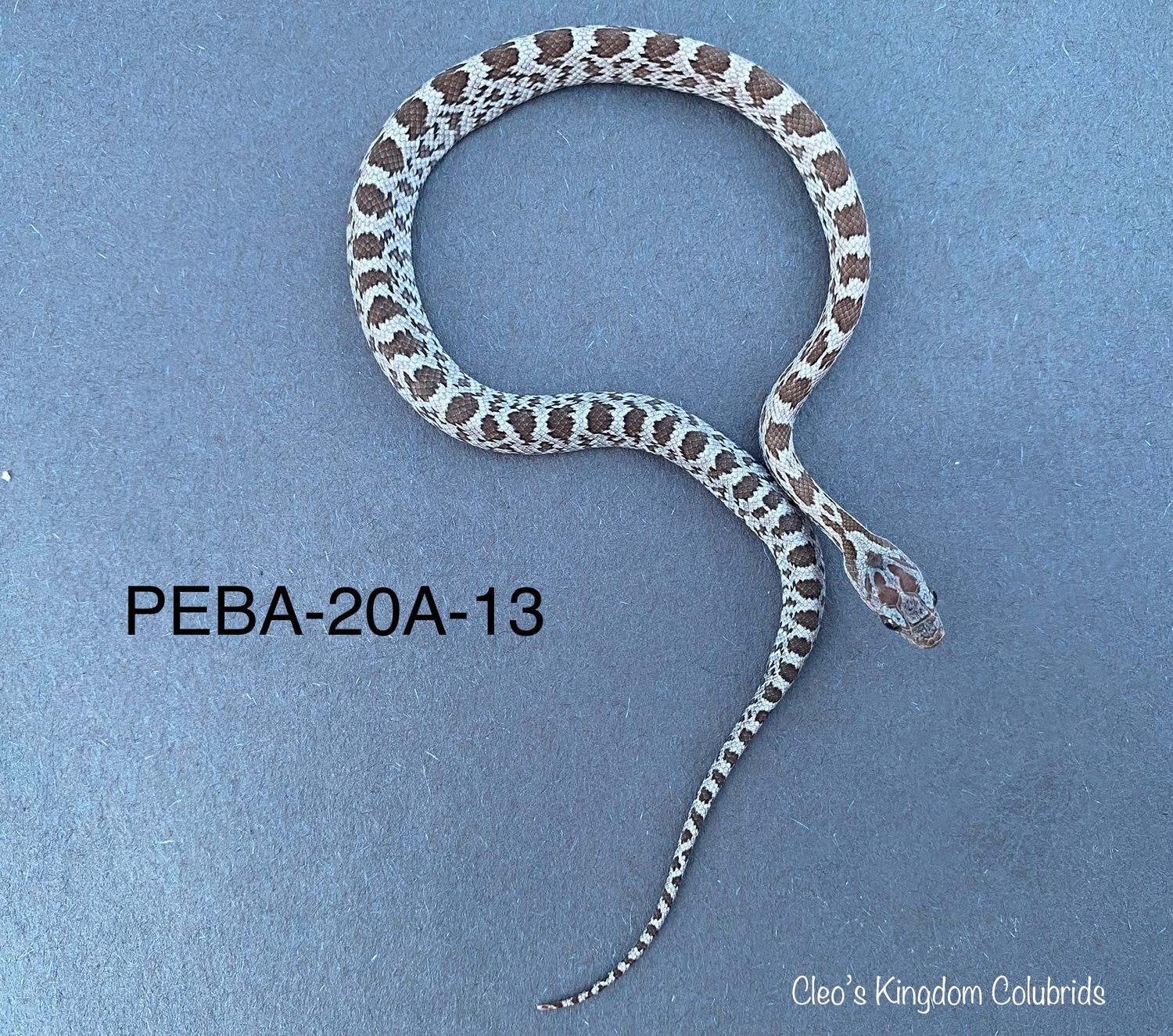 Mid Expression Shatter Het Terrazzo PEBA-13 Corn Snake by Cleo's ...