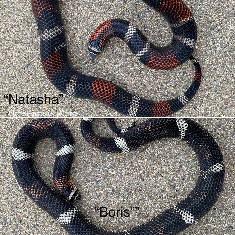 100% Het Hypo-e NABO-08 Tri-color Hognose by Cleo's Kingdom Colubrids ...