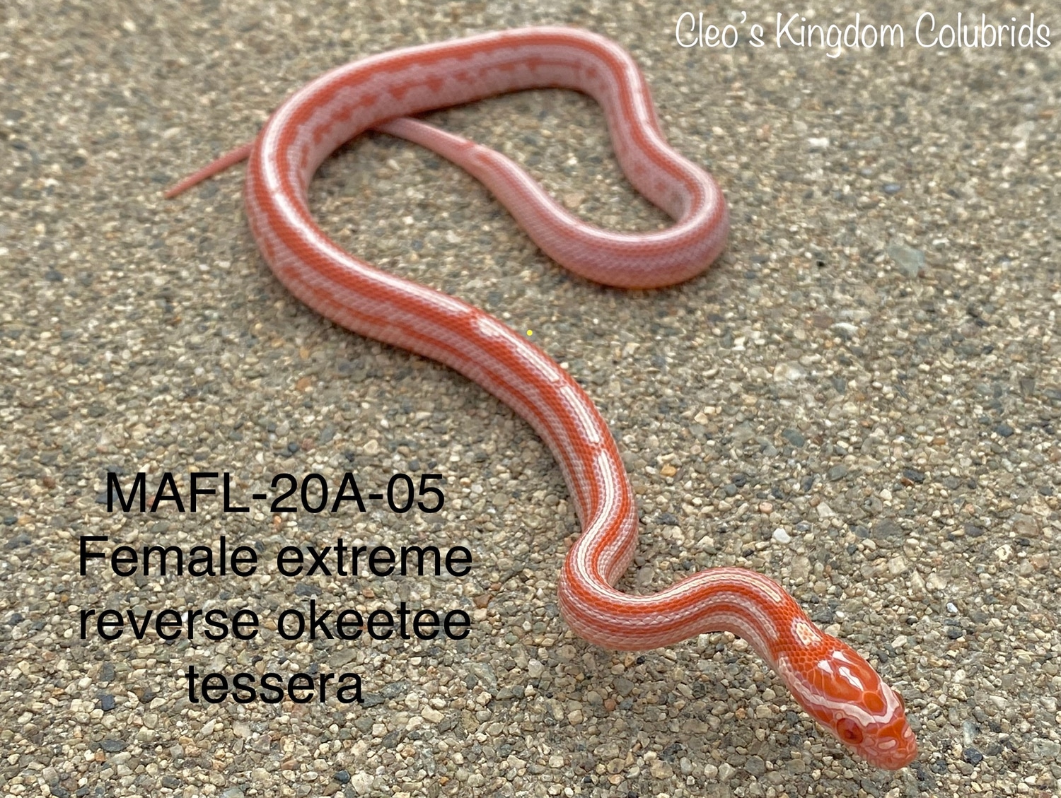 Extreme Reverse Okeetee Tessera MAFL-05 Corn Snake by Cleo's Kingdom ...