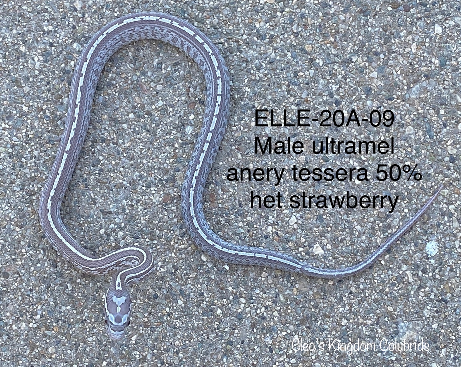 Ultramel Anery Tessera ELLE-09 Corn Snake by Cleo's Kingdom Colubrids ...