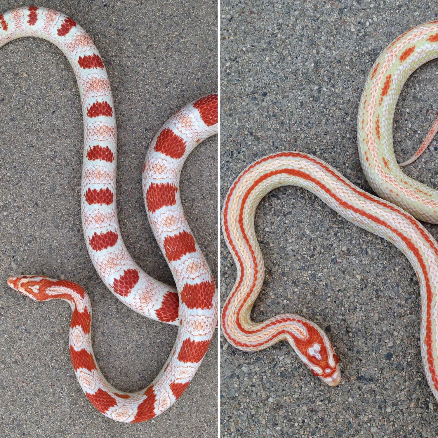 High White Extreme Reverse Okeetee Tessera RCFL-06 Corn Snake by Cleo's ...