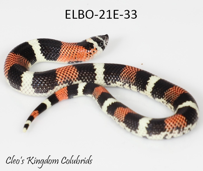 Female Pos Hypo-e ELBO-33E Tri-color Hognose by Cleo's Kingdom ...