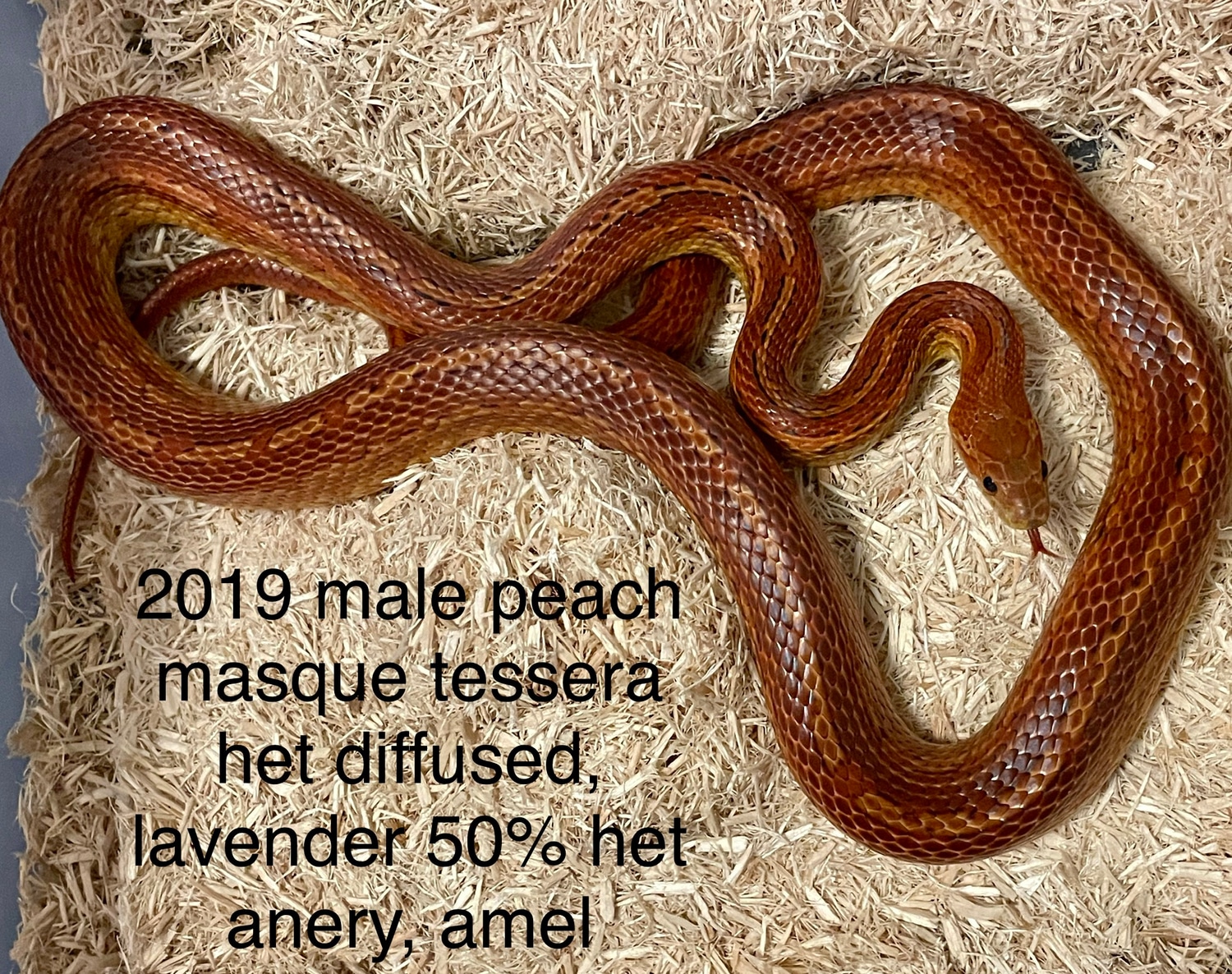 PAIR: Peach Masque Tessera Het Lavender, Diffused Corn Snake by Cleo's ...