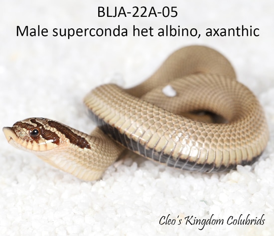 Superconda Het Snow BLJA-05 Western Hognose by Cleo's Kingdom Colubrids