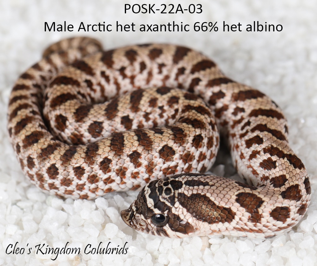 Arctic Het Axanthic 66% Het Albino POSK-03 Western Hognose by Cleo's ...