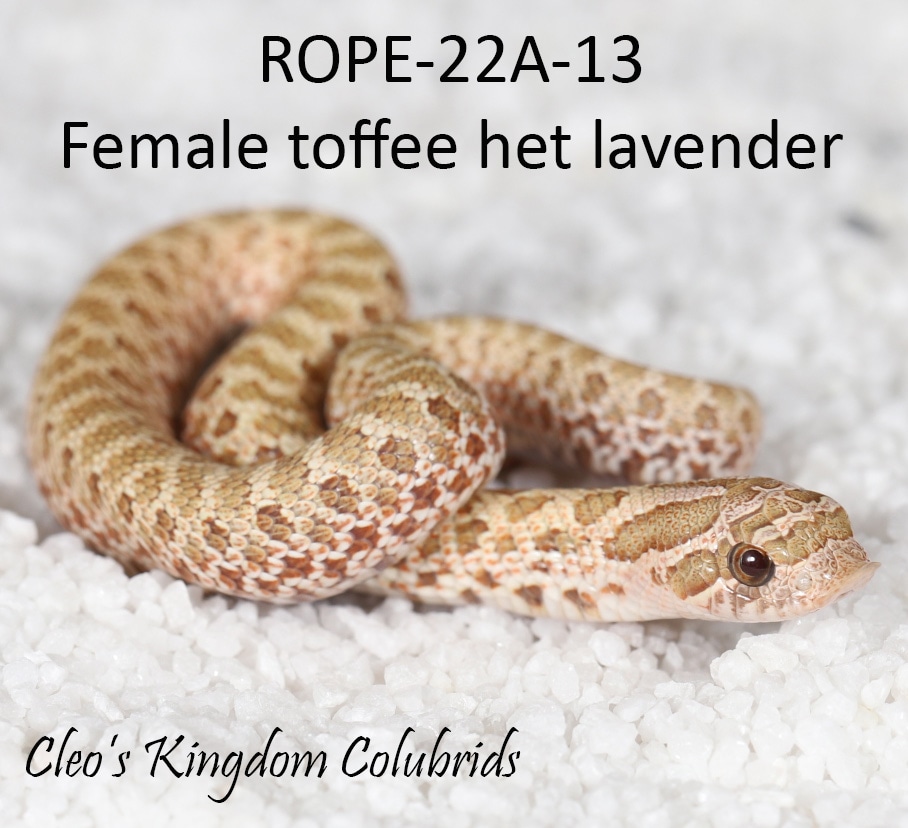 Toffee Het Lavender ROPE-13 Western Hognose by Cleo's Kingdom Colubrids ...
