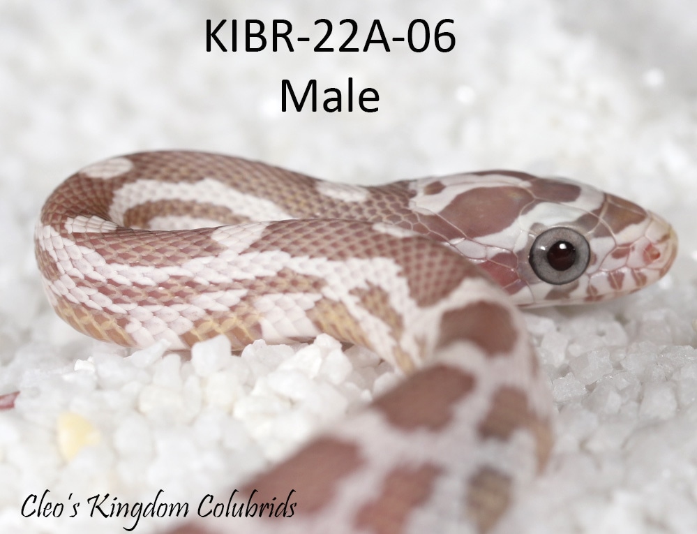 Ultra Anery KIBR-06 Corn Snake by Cleo's Kingdom Colubrids - MorphMarket