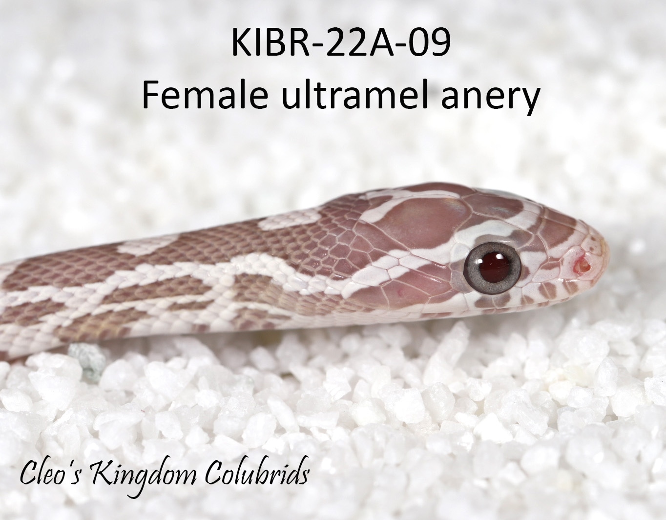 Hypo Utramel Anery Tessera KIBR-09 Corn Snake by Cleo's Kingdom ...