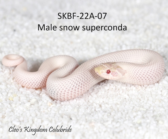 Snow Superconda SKBF-07 Western Hognose by Cleo's Kingdom Colubrids