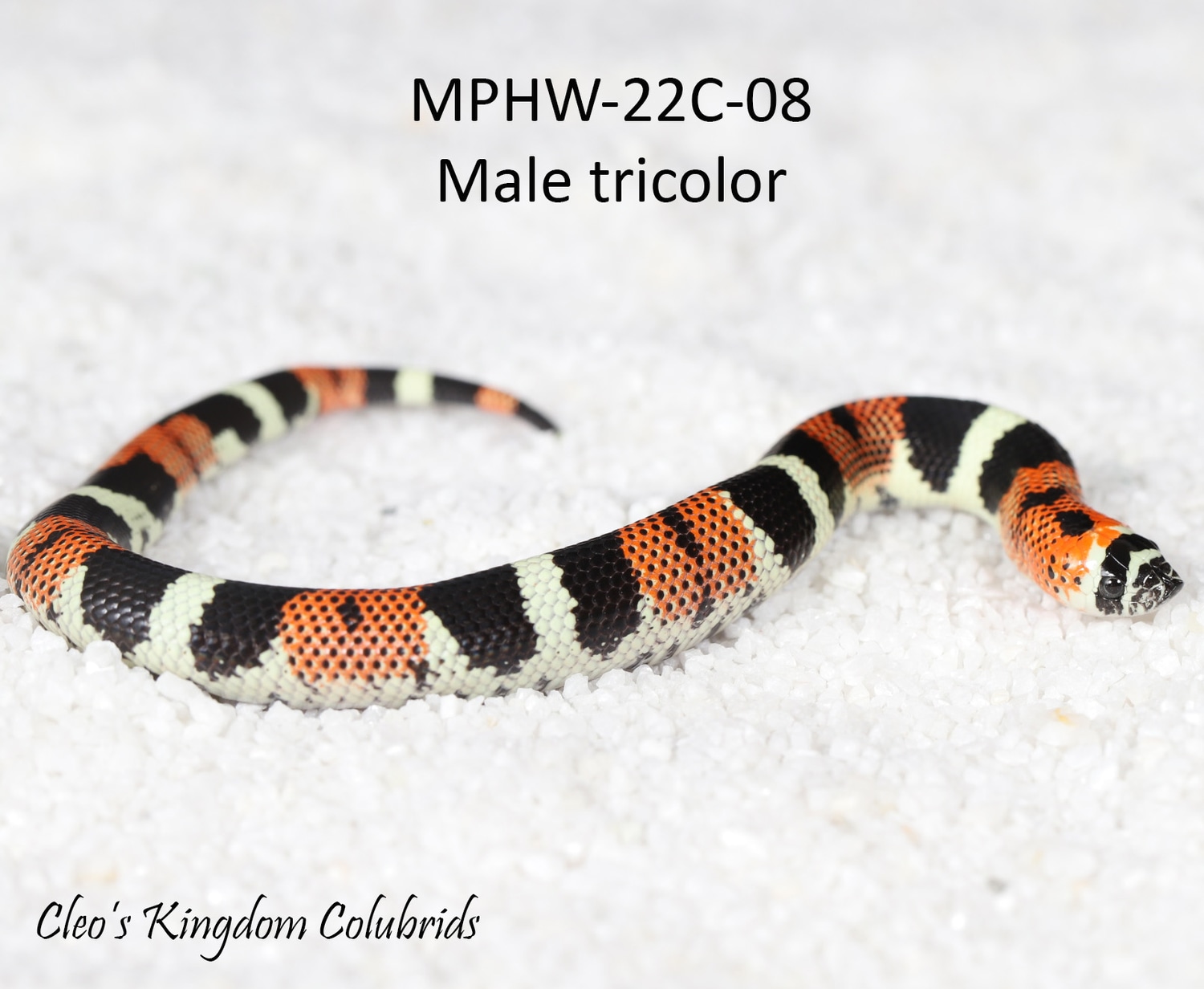 Male MPHW-08 Tri-color Hognose by Cleo's Kingdom Colubrids - MorphMarket