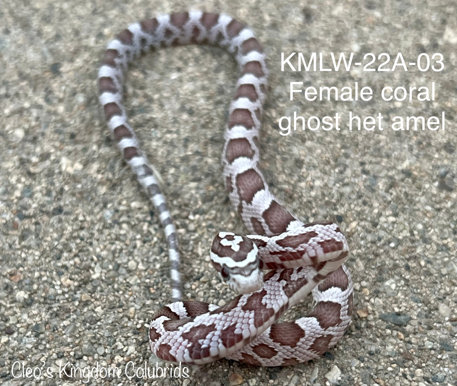 Coral Ghost Het Amel 66% Het Motley KMLW-03 Corn Snake by Cleo's ...