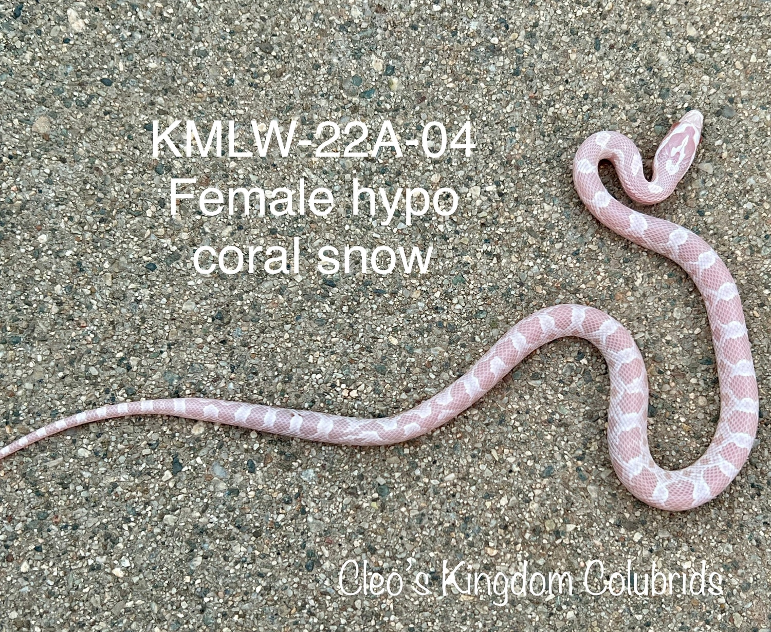 Hypo Coral Snow 66% Het Motley KMLW-04 Corn Snake by Cleo's Kingdom ...