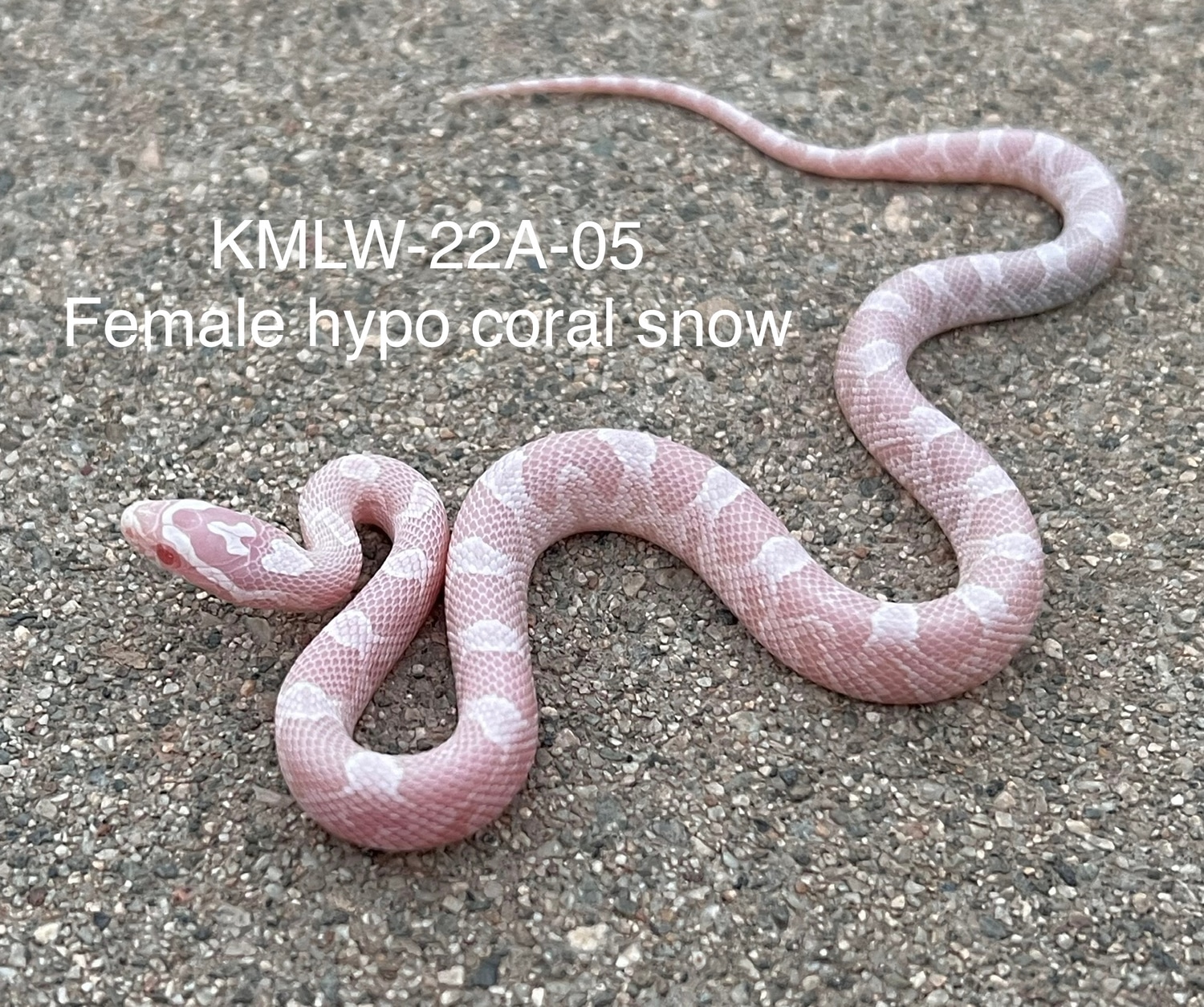 Coral Snow 66% Het Motley KMLW-05 Corn Snake by Cleo's Kingdom ...