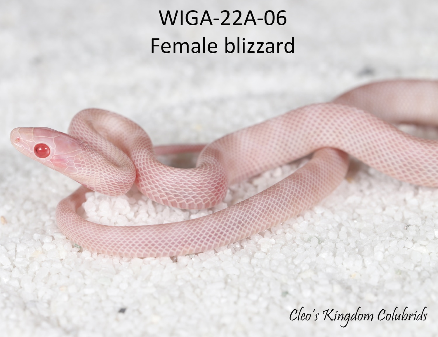 Female Blizzard WIGA-06 Corn Snake by Cleo's Kingdom Colubrids ...
