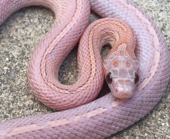Peach Plasma Tessera Het Amel, Anery Corn Snake by Cleo's Kingdom Colubrids