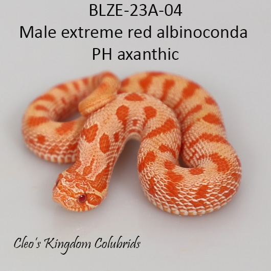 NO RESERVE Red Albinoconda PH Axanthic Western Hognose by Cleo's ...