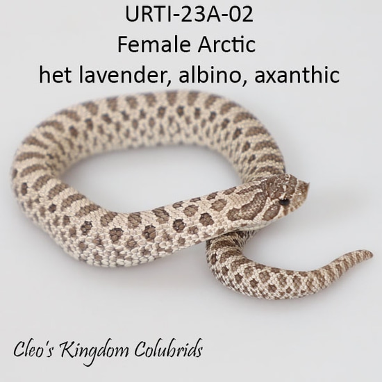 Arctic Het Lavender, Albino, Axanthic Western Hognose by Cleo's Kingdom ...