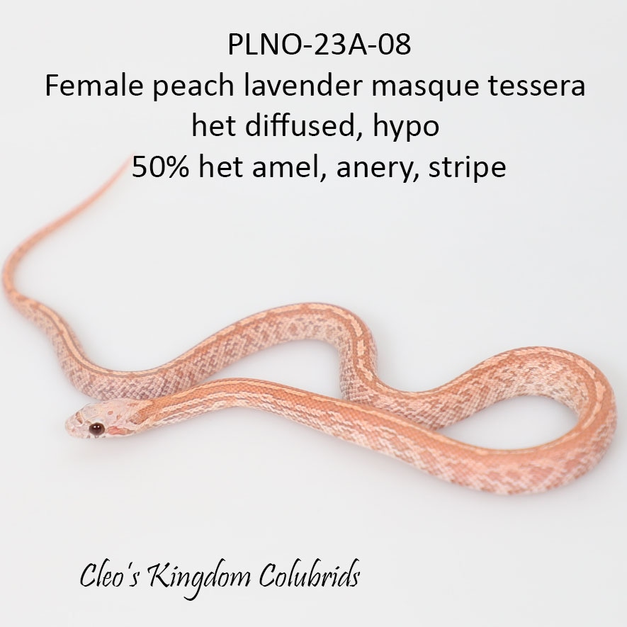 Peach Lavender Masque Tessera PLNO-08 Corn Snake by Cleo's Kingdom ...