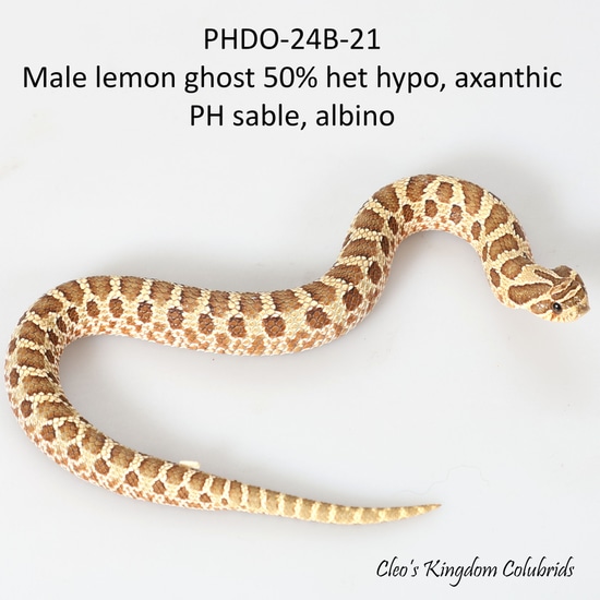 Lemon Ghost 50% Het Ghost PH Sunburst PHDO-21B Western Hognose by Cleo ...