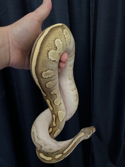 Nuclear Ball Python by TX Mega Balls