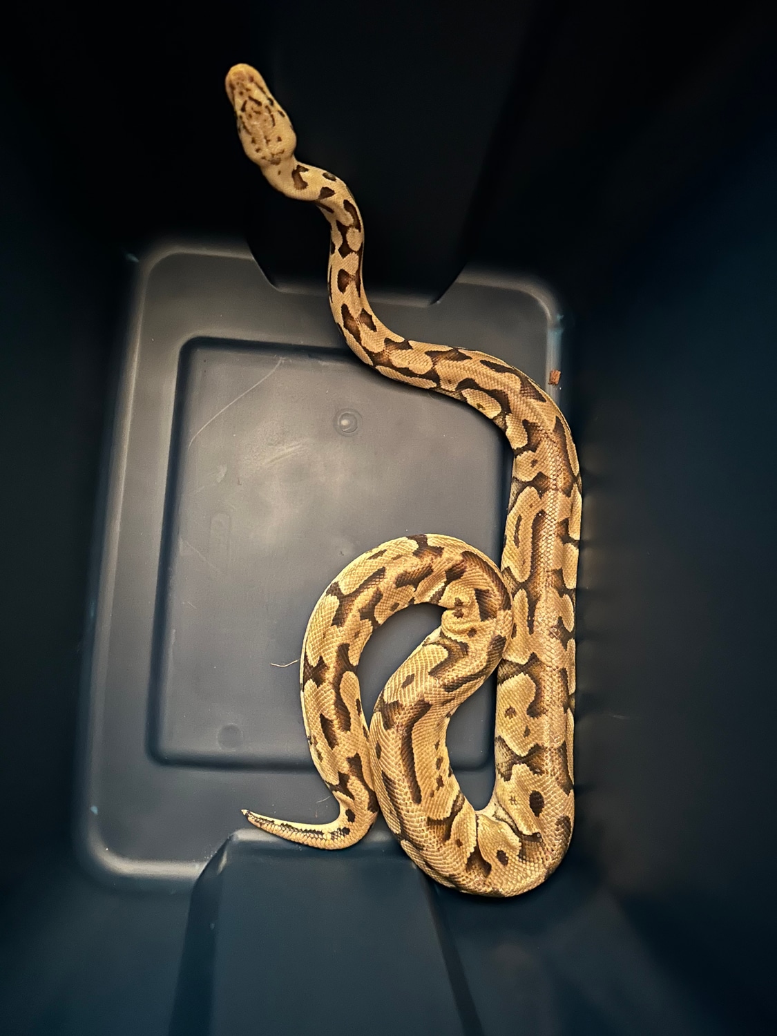 Firefly Het Clown Ball Python by TX Mega Balls - MorphMarket