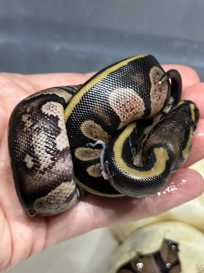 Stranger Leopard Het Pied, Het Candy Or Albino, 50% Het Clown Possible ...