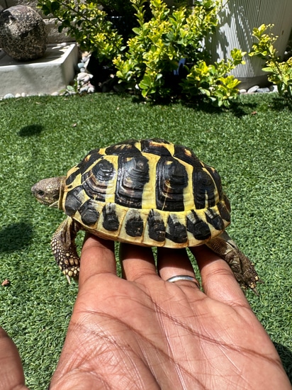 Western Hermann's Tortoise (Female) by Pink Tortz
