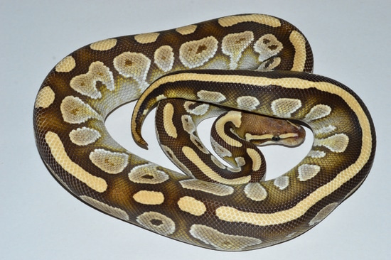 Mojave Poss YB Ball Python by Cliffside Exotics