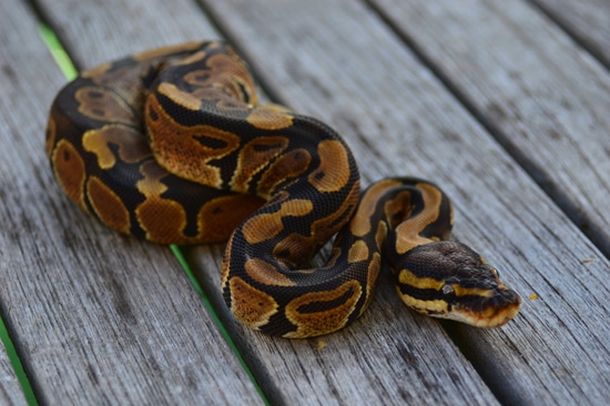 Double Het Albino Clown Ball Python by Cliffside Exotics