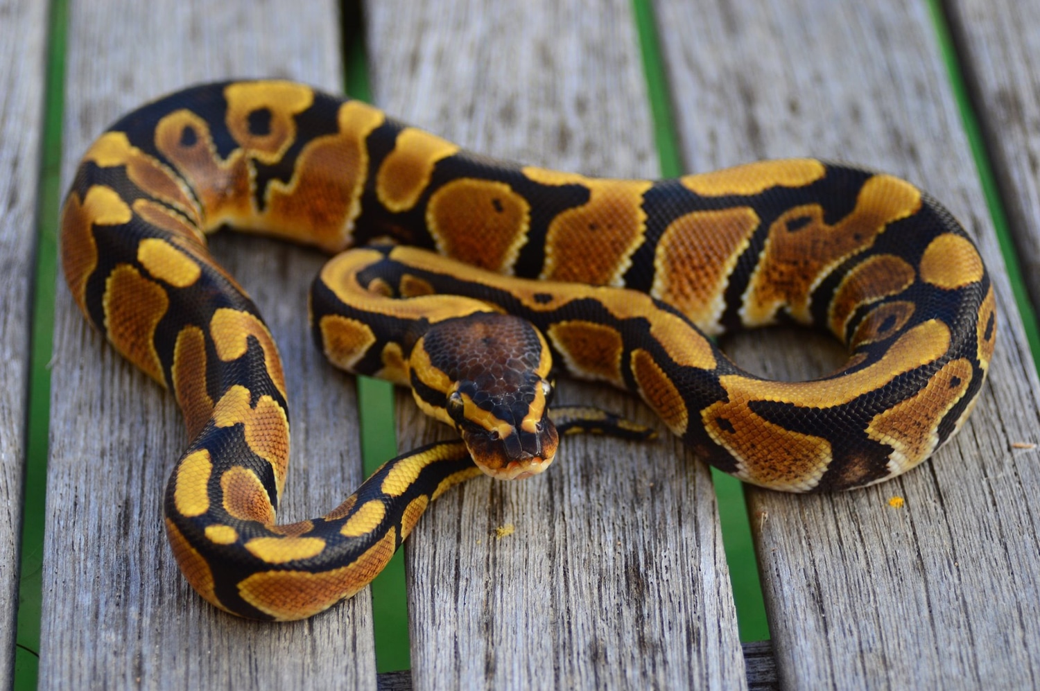 Double Het Albino Clown Ball Python by Cliffside Exotics - MorphMarket