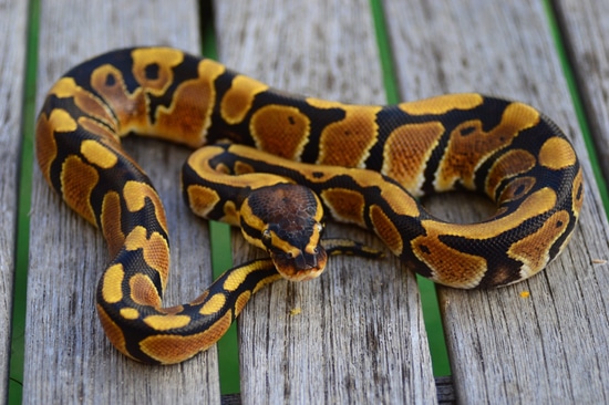 Double Het Albino Clown Ball Python by Cliffside Exotics