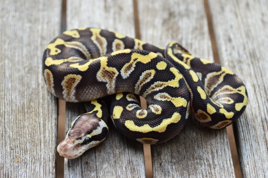 GHI Pastel Phantom Or Mojave Ball Python by Cliffside Exotics