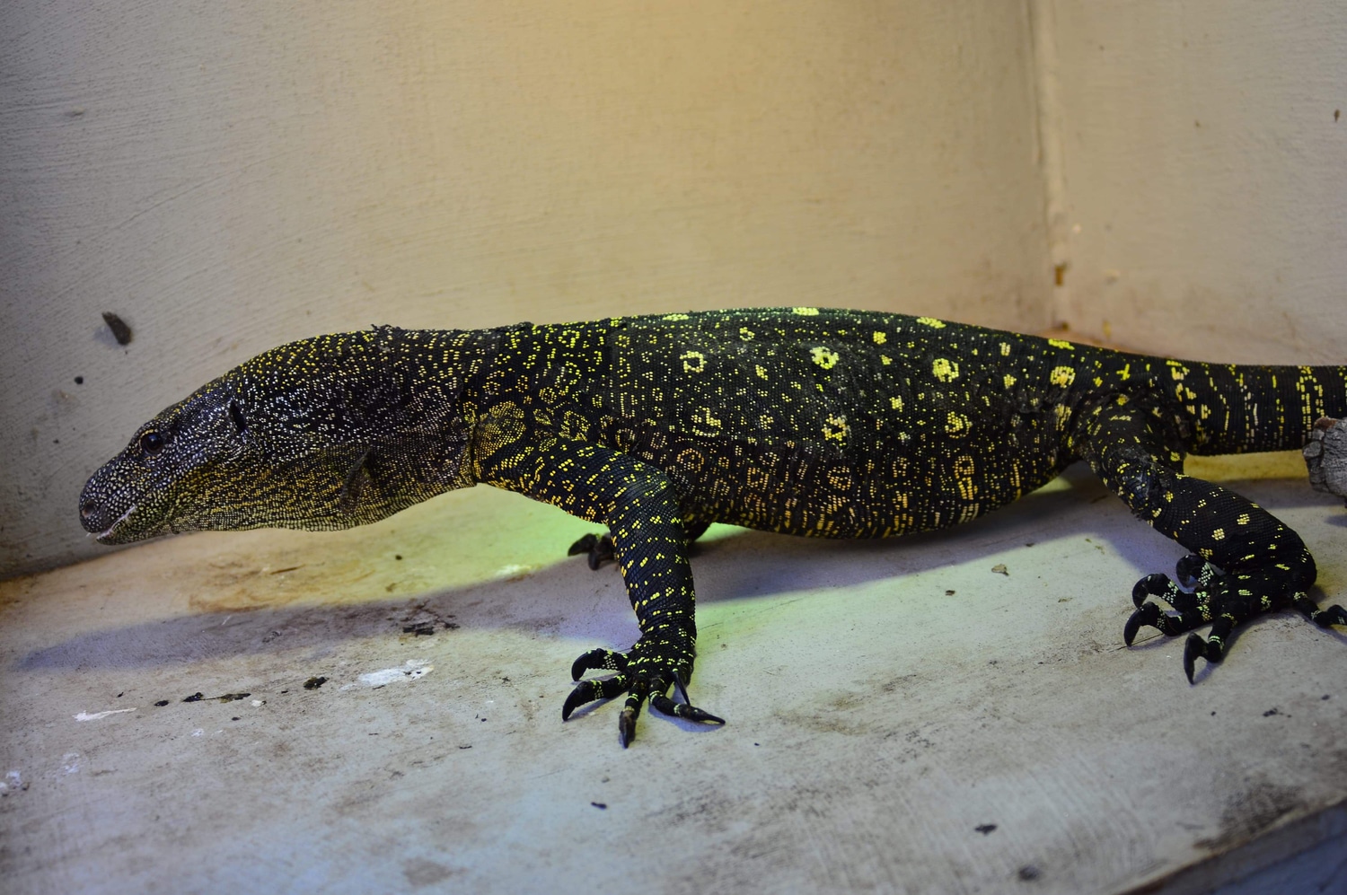 Crocodile Monitor by Cliffside Exotics - MorphMarket