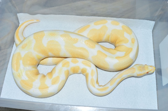 Blonde Albino Poss Het Pied Ball Python by Cliffside Exotics