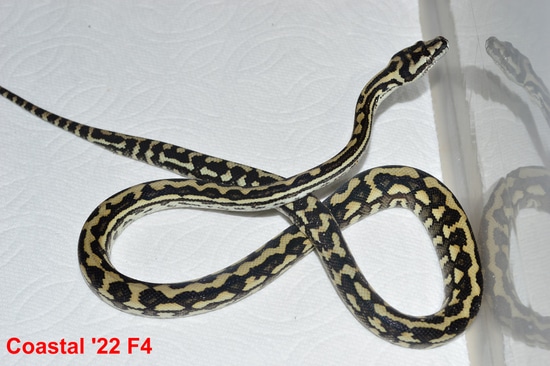 Coastal Carpet Pythons by Cliffside Exotics