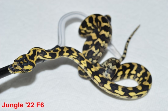 Jungle Carpet Pythons by Cliffside Exotics