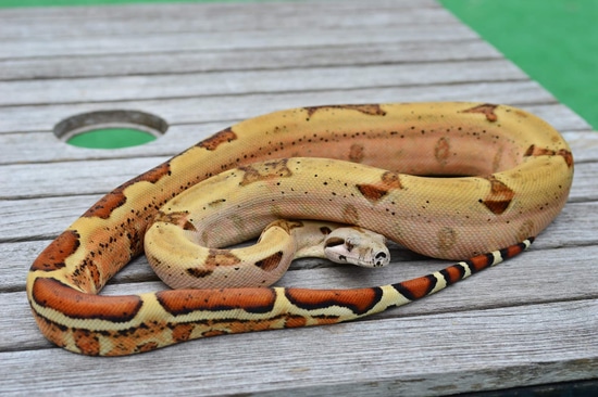 Hypo(Poss Super) Jungle Het Khal Boa Constrictor by Cliffside Exotics