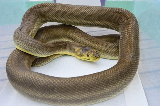 Super Zebra Jungle Carpet Python by Cliffside Exotics