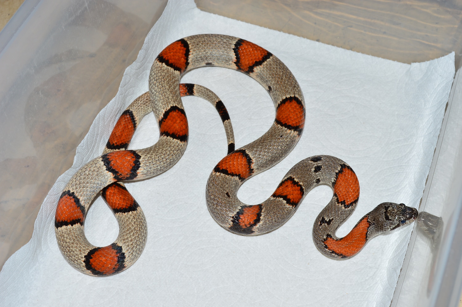 Highway 277 Gray-banded Kingsnake by Cliffside Exotics - MorphMarket