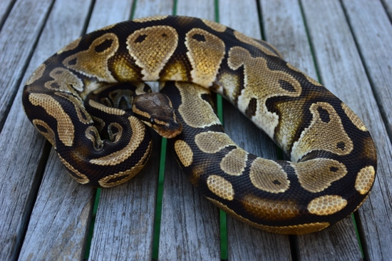 Harlequin Ball Python by Cliffside Exotics