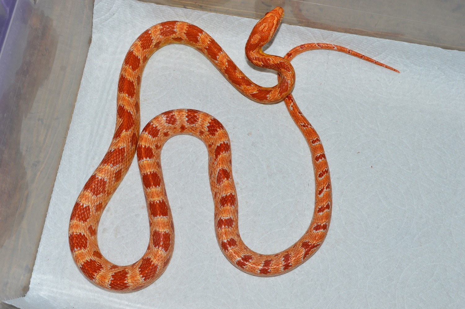 Amel/Albino Corn Snake by Cliffside Exotics - MorphMarket