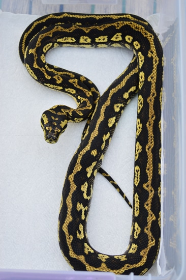 Striped Jungle Jungle Carpet Python by Cliffside Exotics