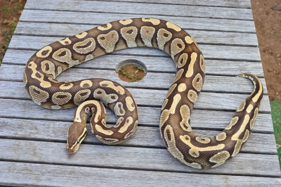 Platinum Lesser Ball Python by Cliffside Exotics